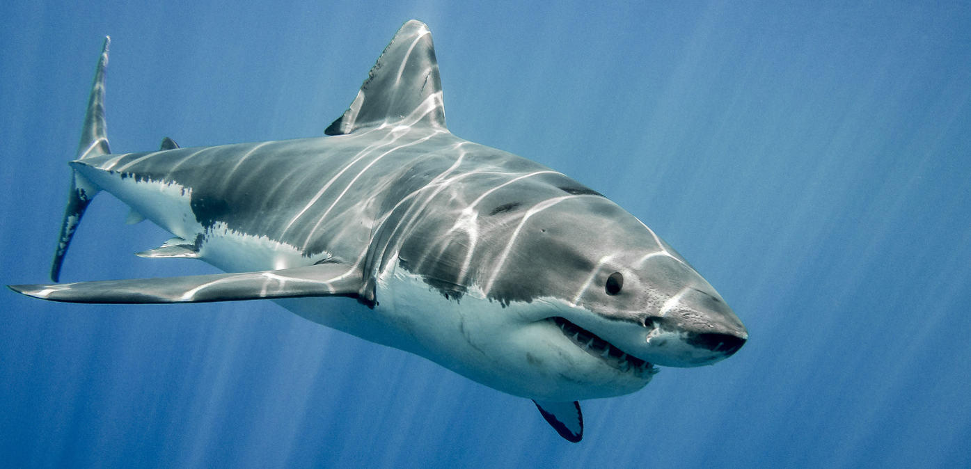 The biggest fish in the ocean - top 5, rating, photos